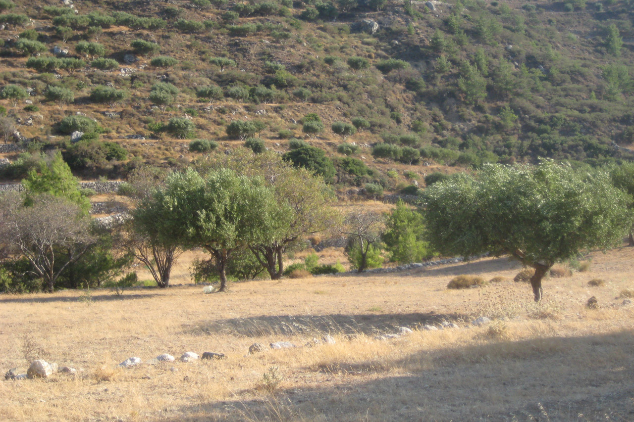 Exeretiko Partheno Eleolado Selino Kritis PDO :: Qualigeo